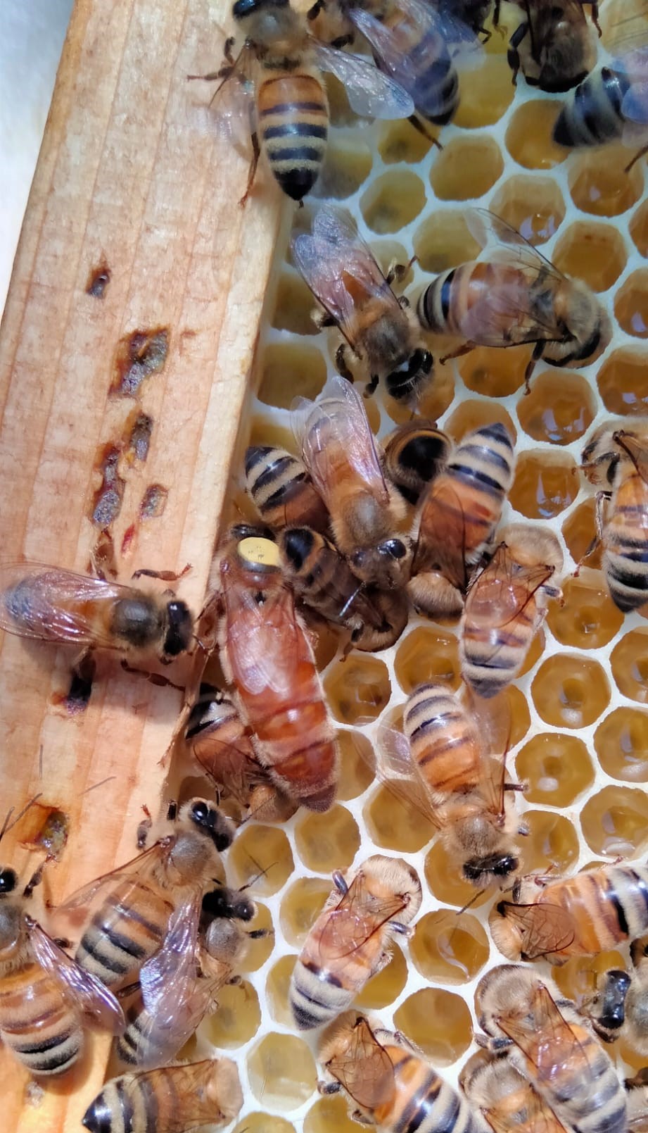 La sciamatura delle api: un fenomeno affascinante nella vita delle ...